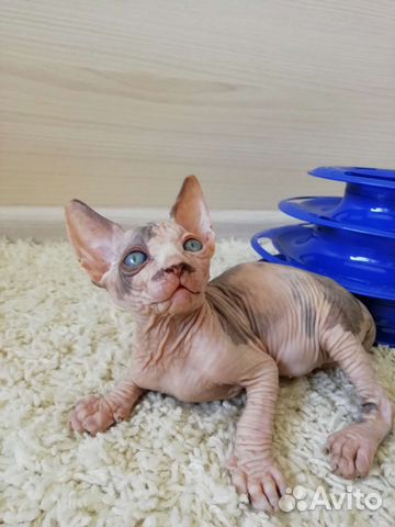 Канадские котята. От разноглазой белой мамы