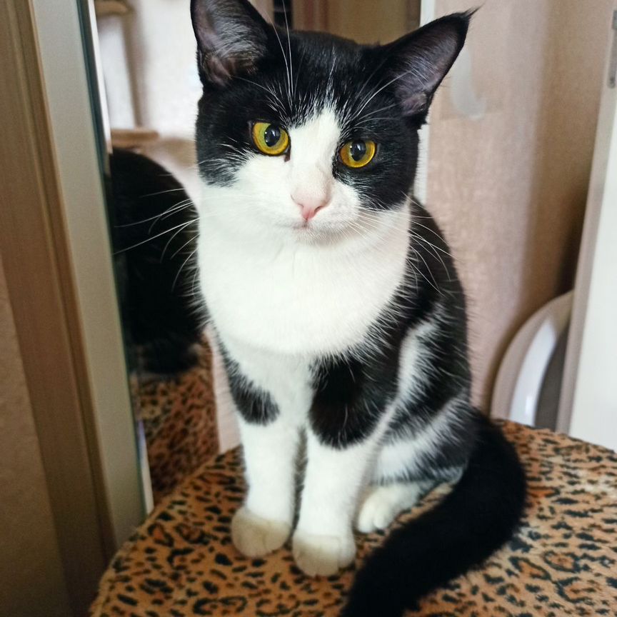 Люсенька в добрые руки