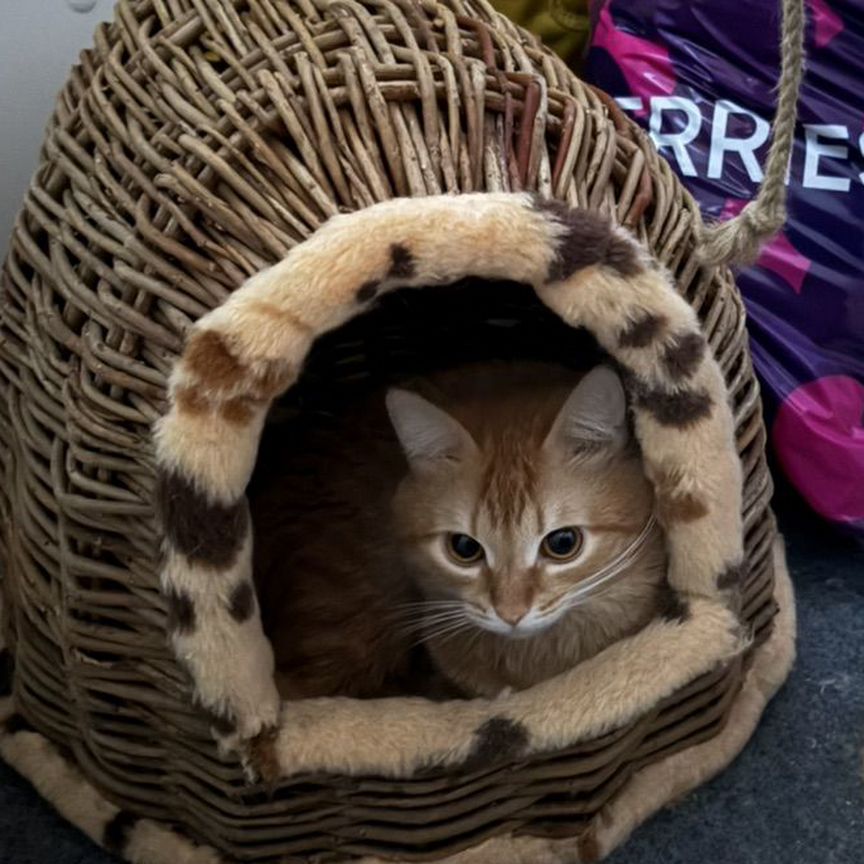 Когтеточка,домик для кошек,переноска
