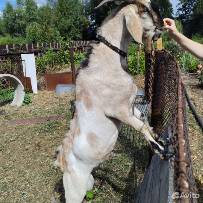 Продам Козла