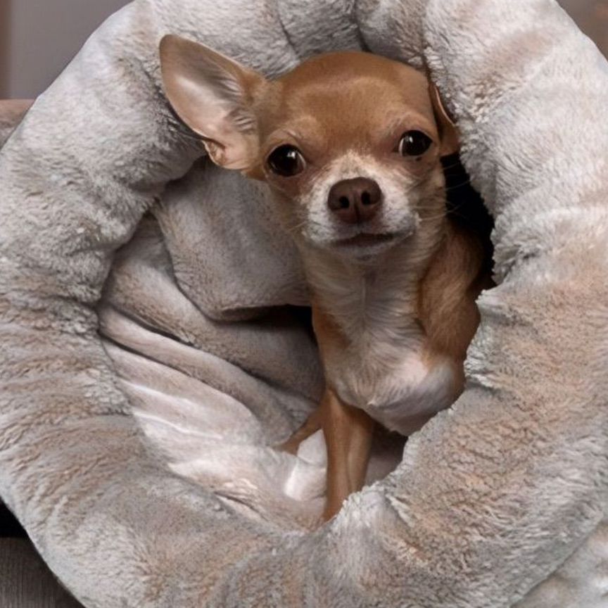 Лежанка для кошек и собак в виде мешка норки