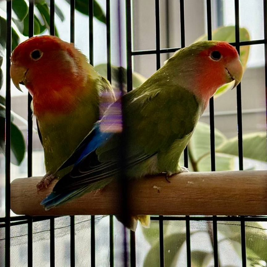 Попугаи неразлучники