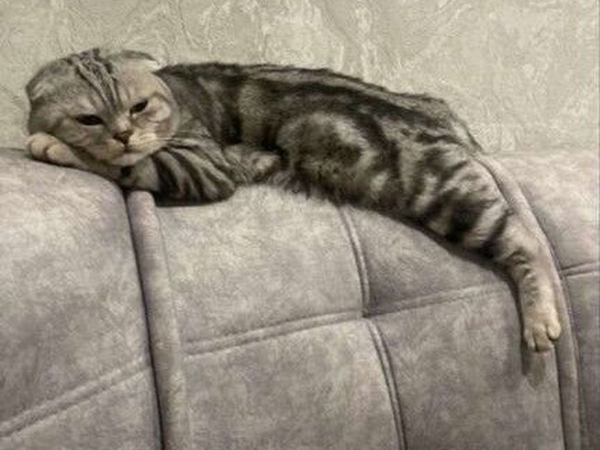 Шотландский кот вязка