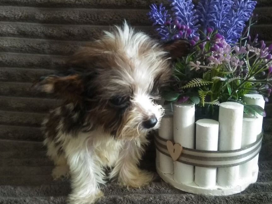 Микро мальчик