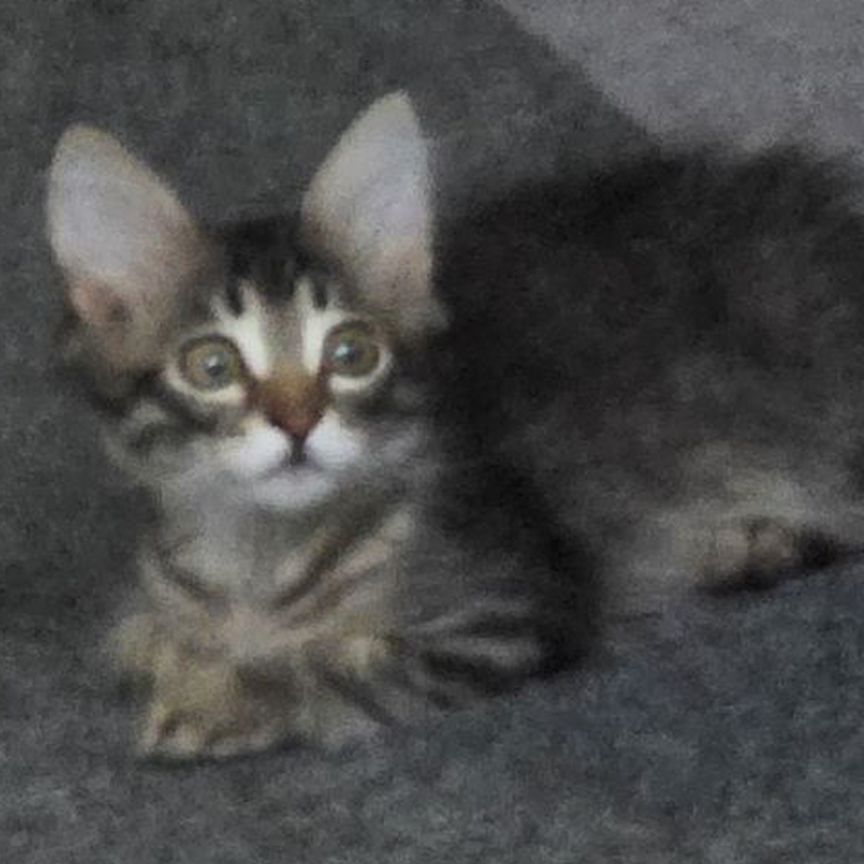 Котёнок в добрые руки