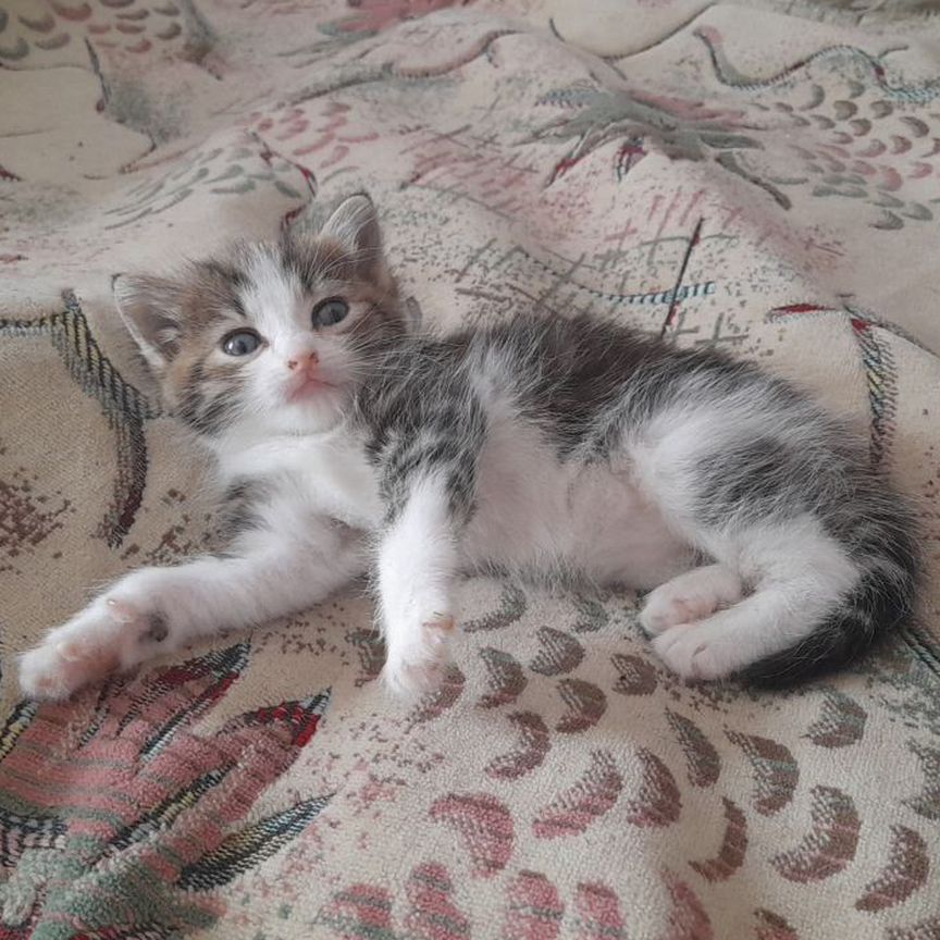 Котенок