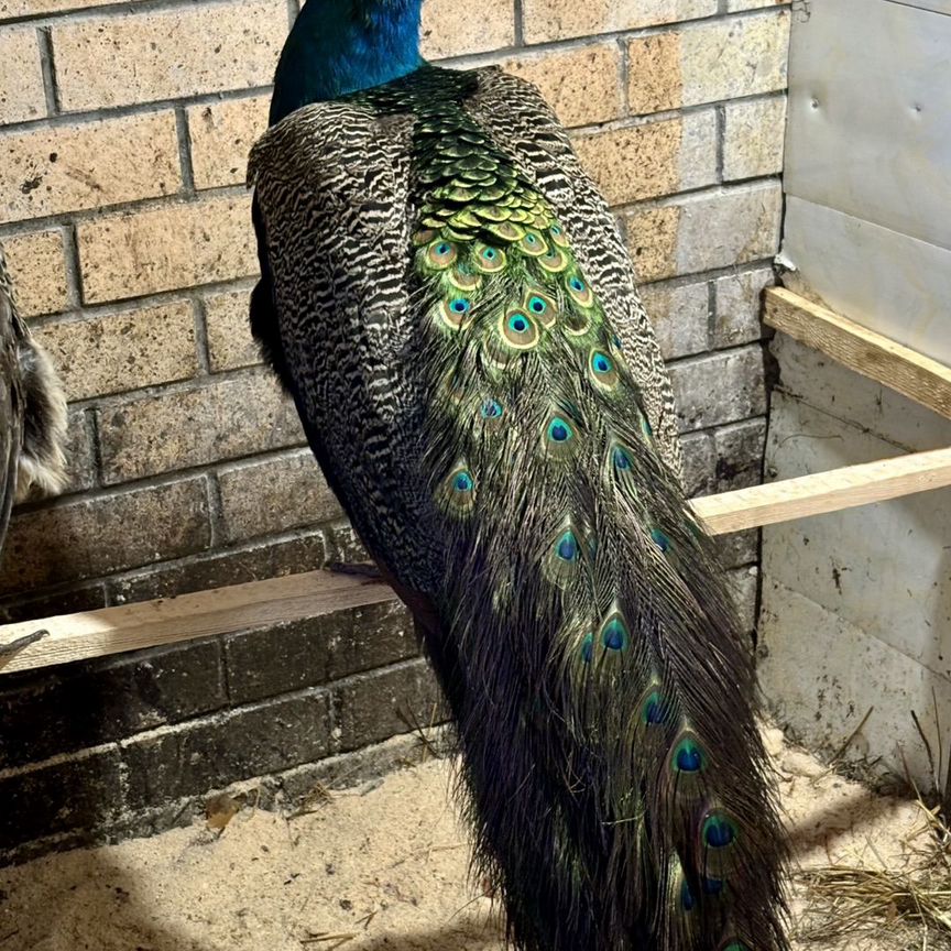 Индийский павлин
