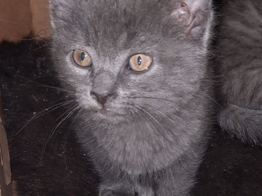 Шоколадный британец