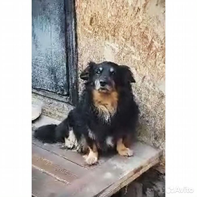 Собака кобель маленький 10 лет