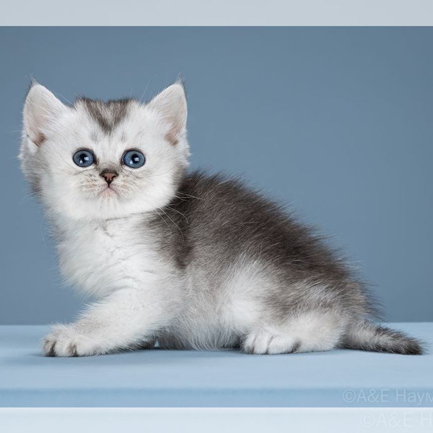 Шотландский прямоухий короткошёрстный котёнок