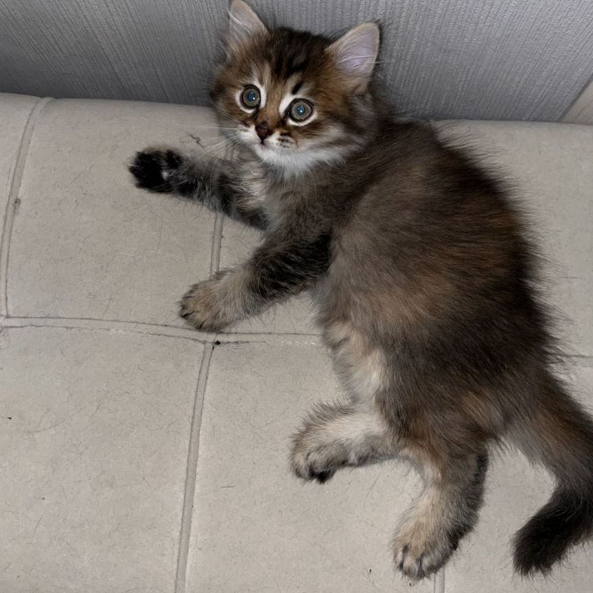 Шотландский прямоухий длинношёрстный котёнок