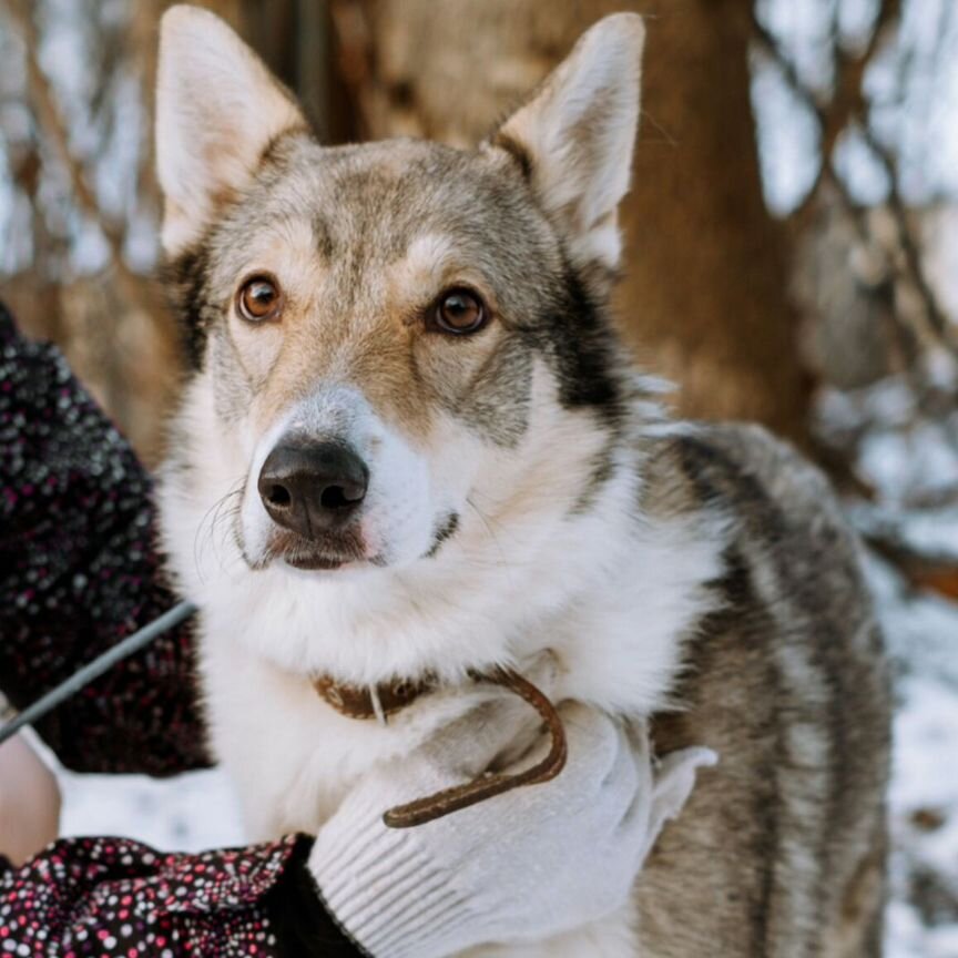 Взрослая собака в добрые руки