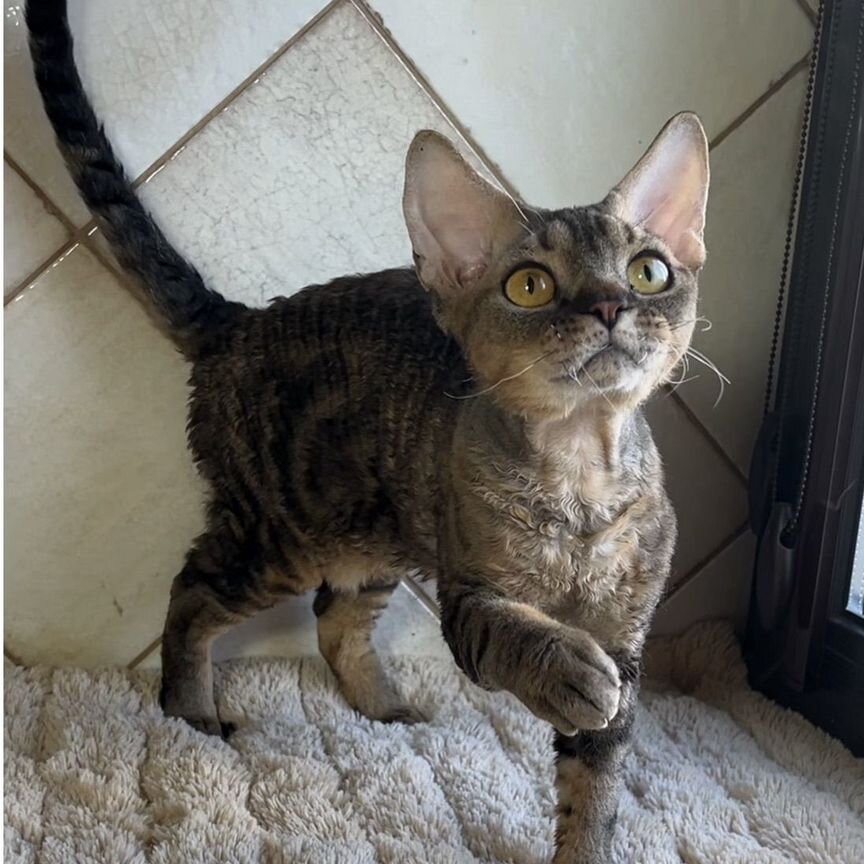 Девон-рекс, взрослый кот