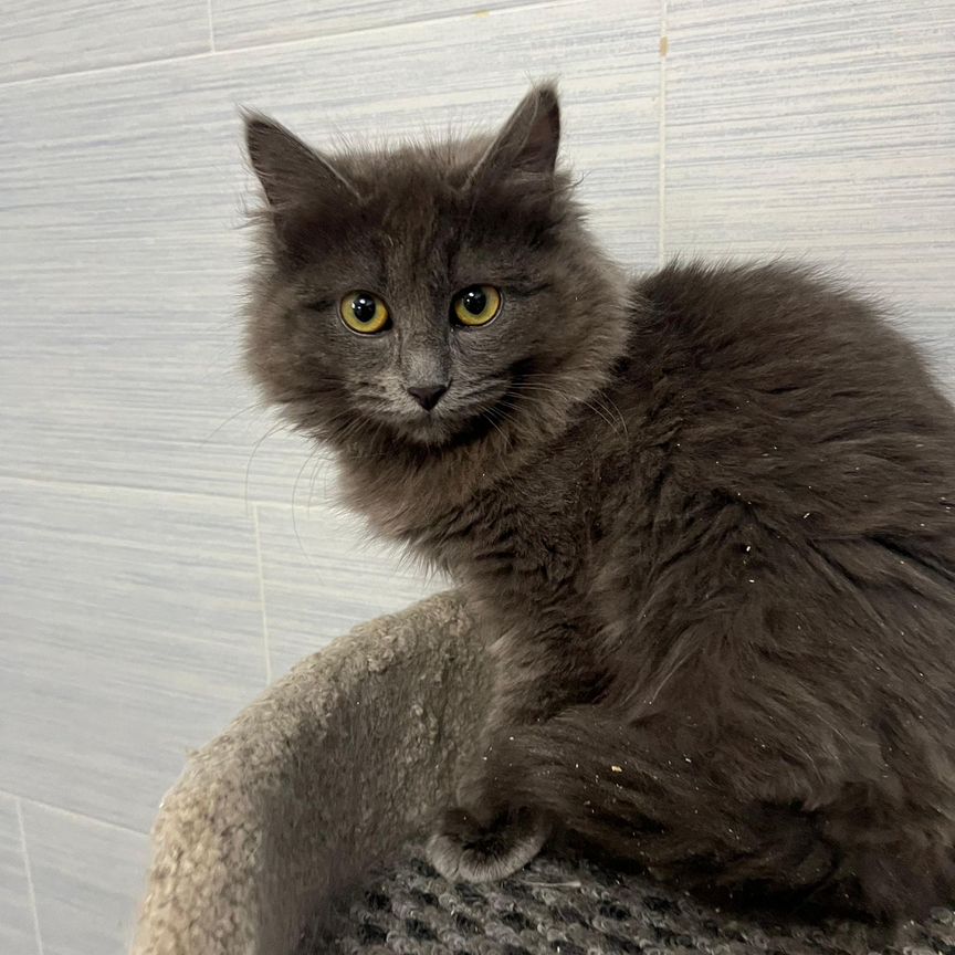 Котенок пушистая прелесть
