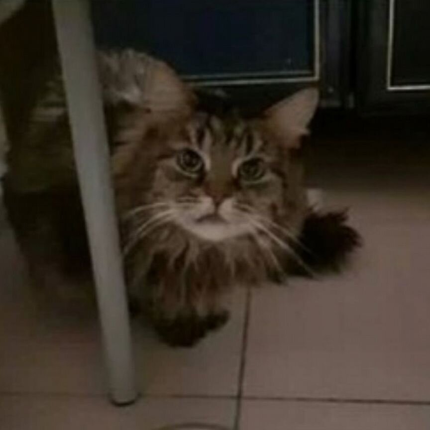 Харизматичный кот Мурзик скоро потеряет и дом