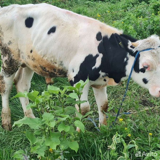 Бычки на доращивание
