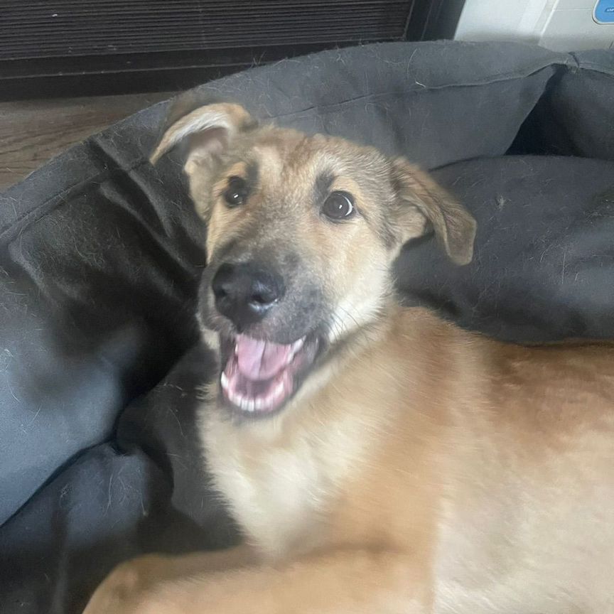 Щенок в добрые руки бесплатно