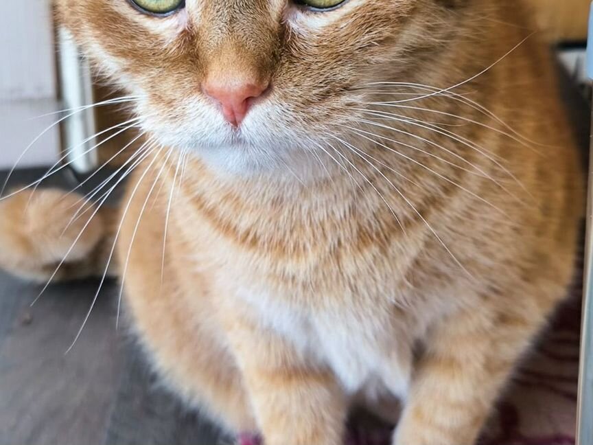 Кот Васька