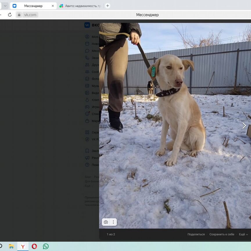 Собака умница и красавица