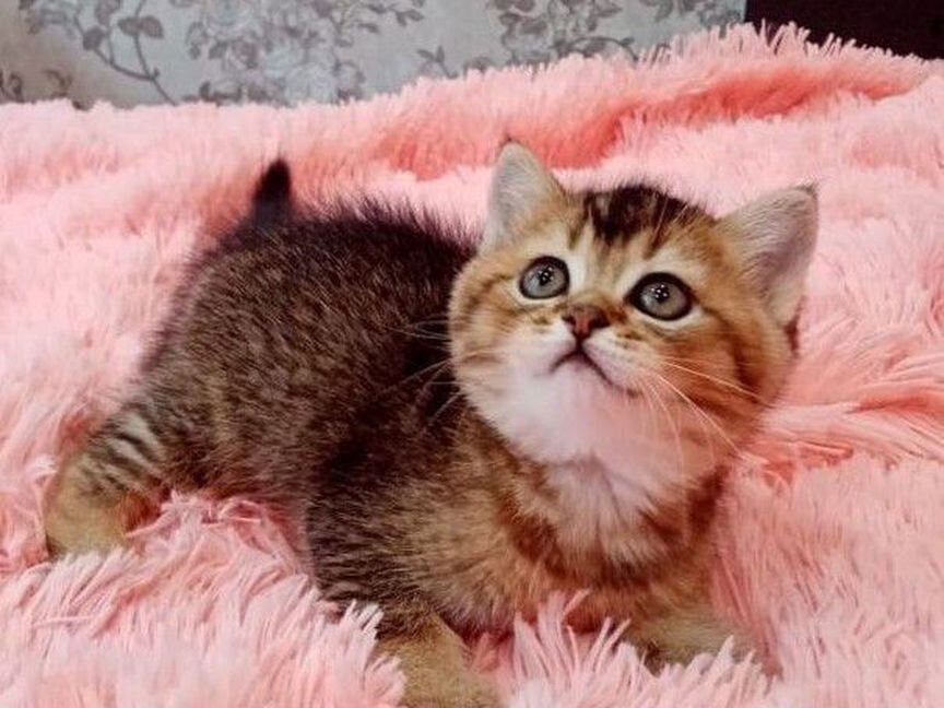 Шиншилловые золотые плюшки