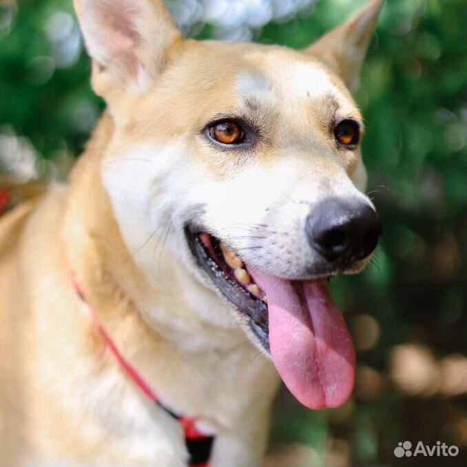 Хочется чтобы у Лиса была своя семья