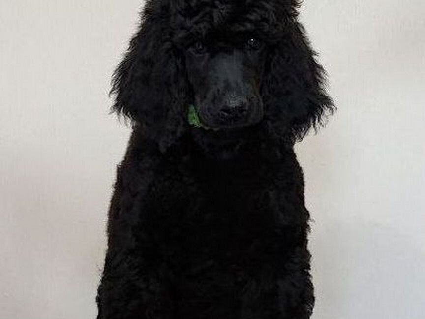 Пудель мальчик королевский