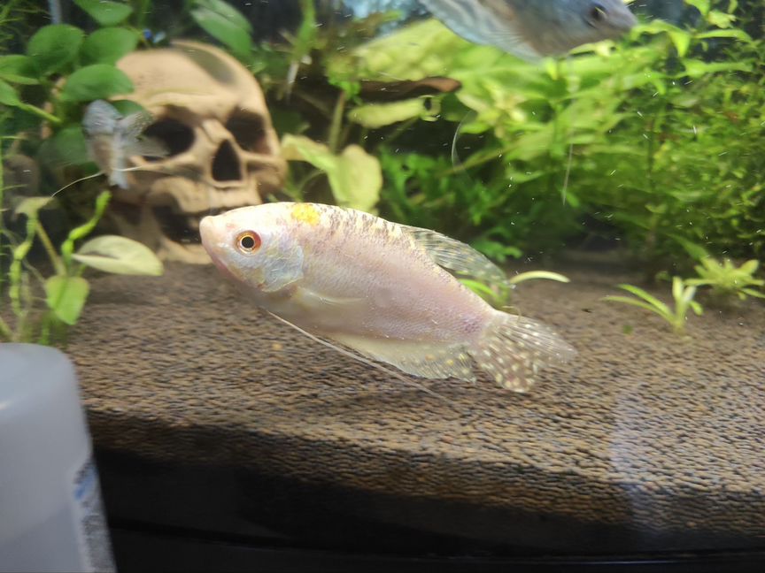 Гурами самцы