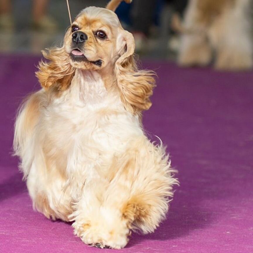 Кобель для вязок