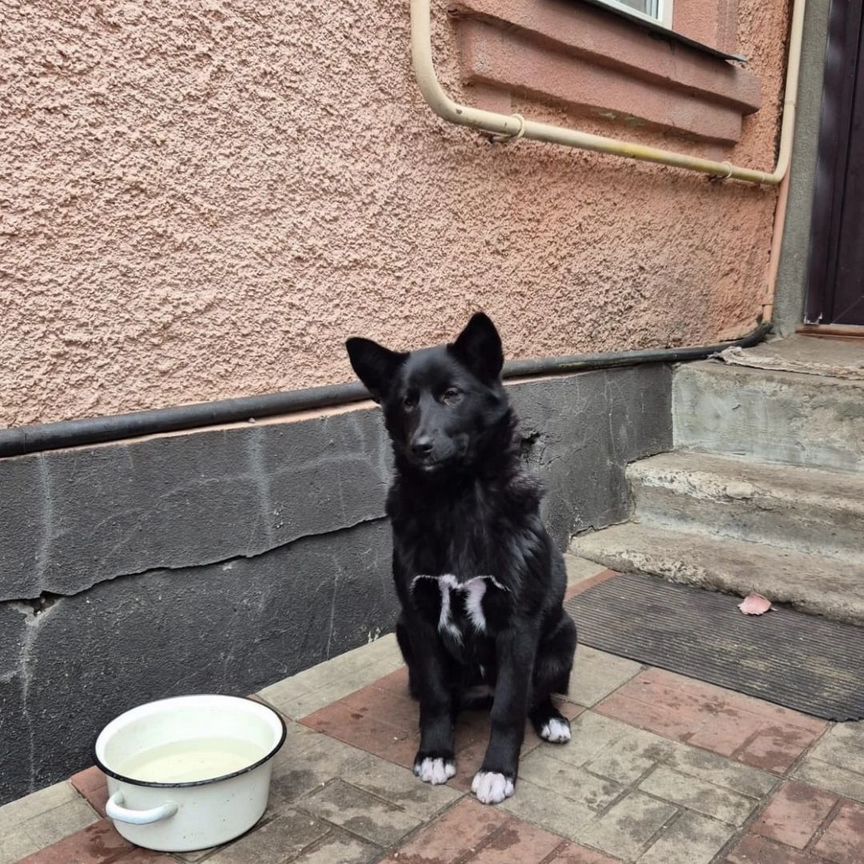 Щенок подросток