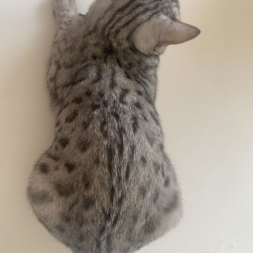 Котенок помесь бенгала
