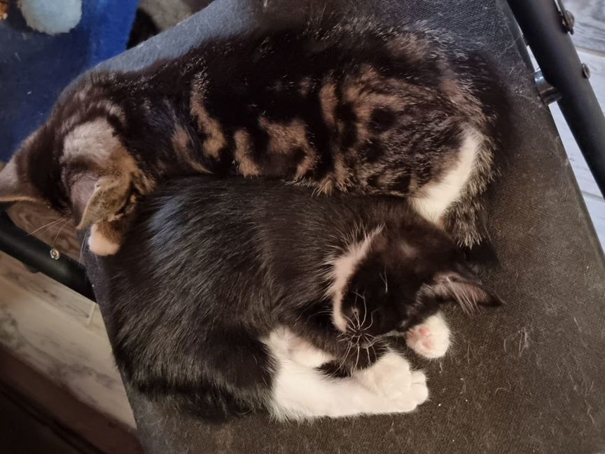 Котята в добрые руки на 1/4 мэйн-куны