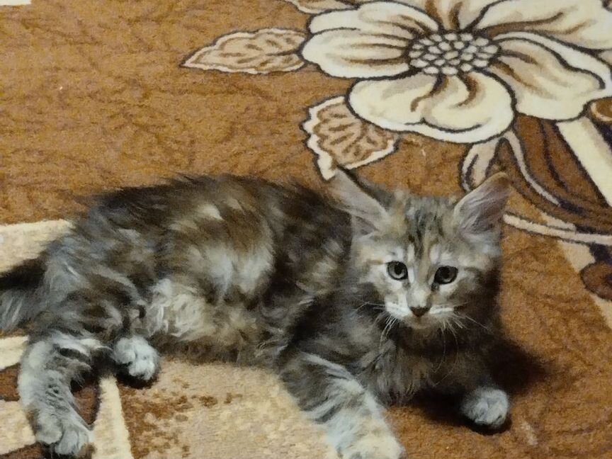 Котята мейн-кун