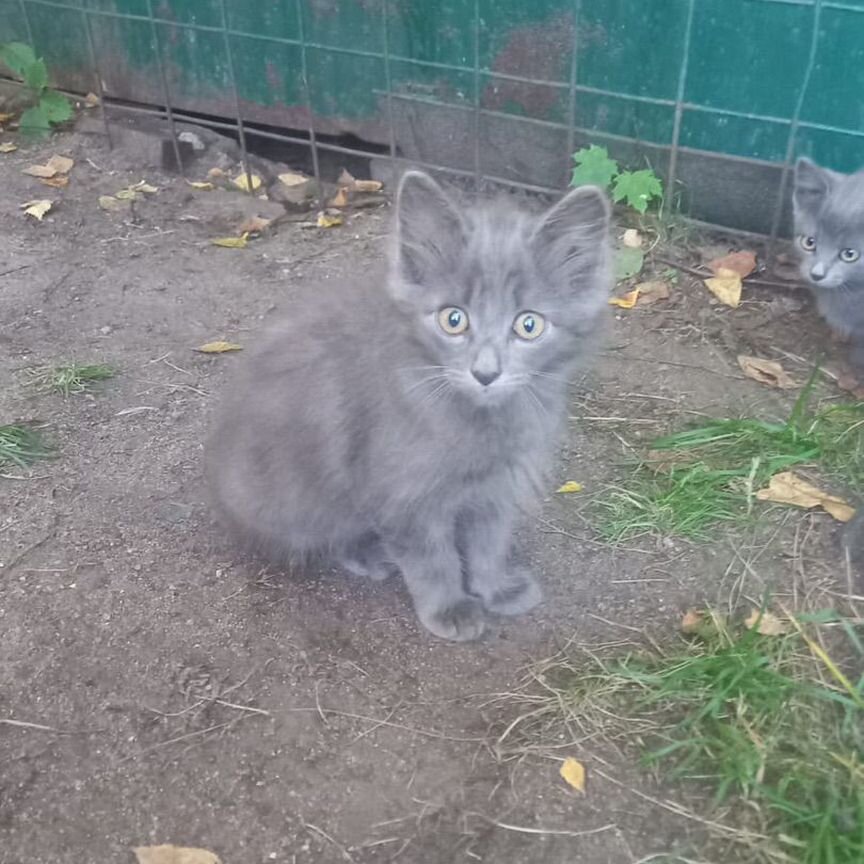 Котята 2мес