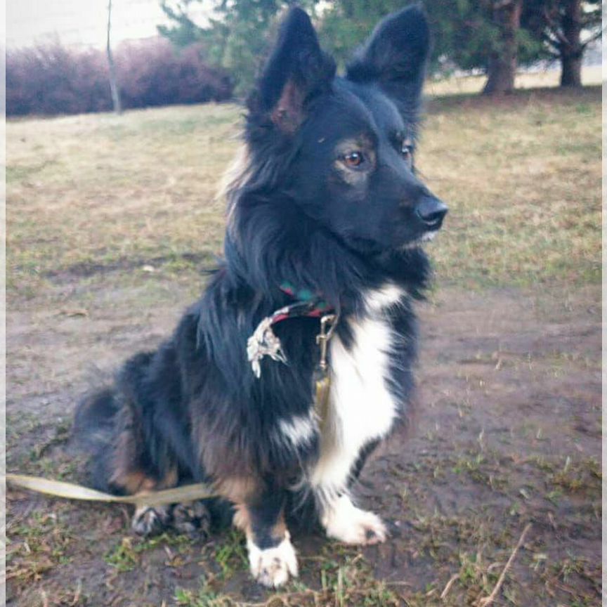 Взрослая собака в добрые руки