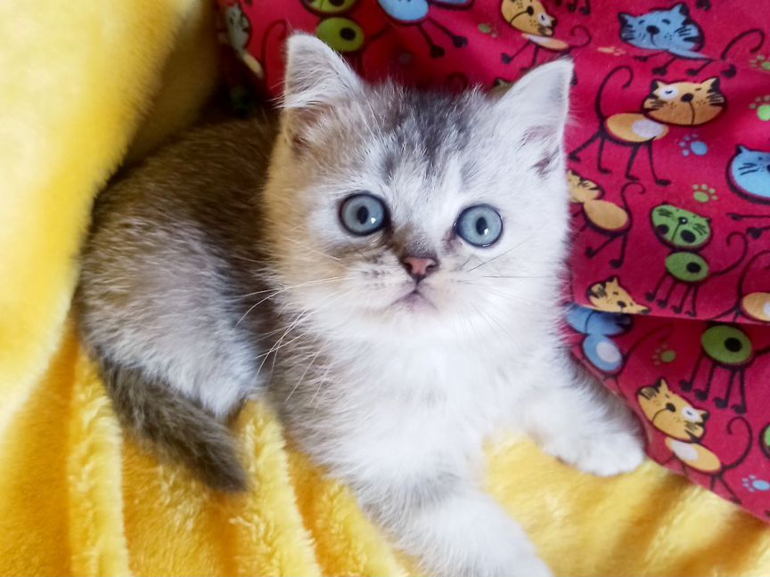 Котята