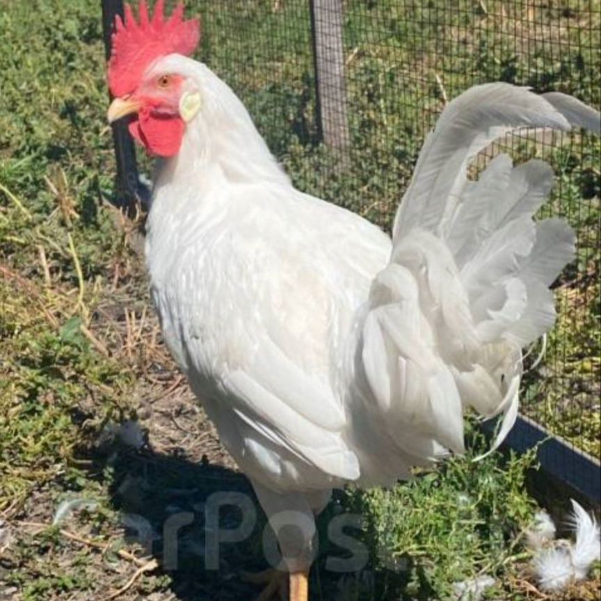 Петухи легорн