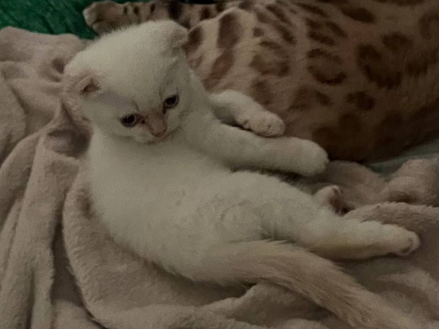 Продам шотландского вислоухого мальчика