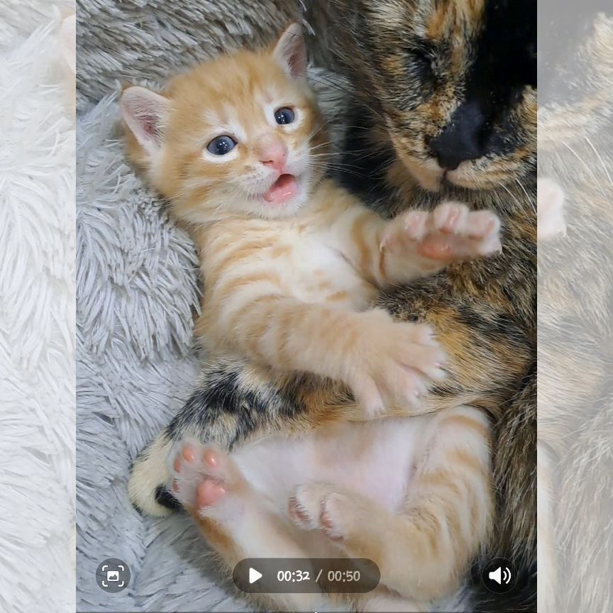 Котёнок в добрые руки