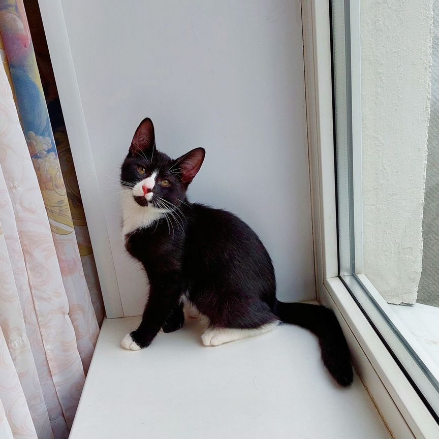 Шкипер котенок
