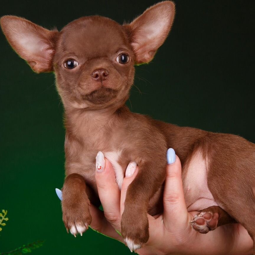 Совершенство в миниатюре