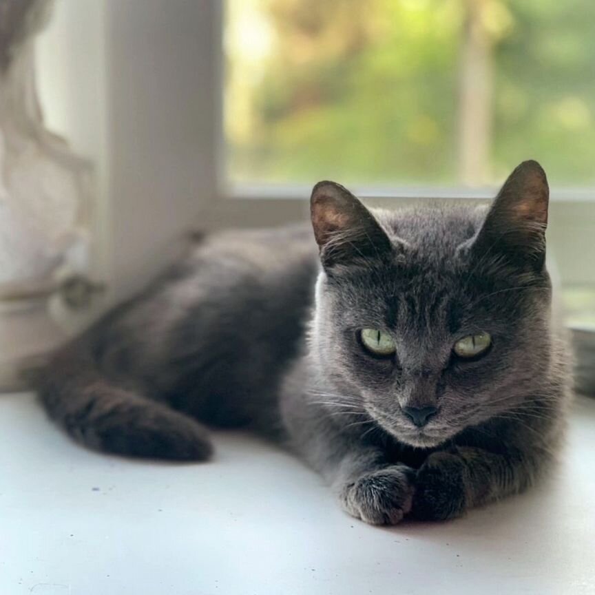 Кошка в ответственные руки