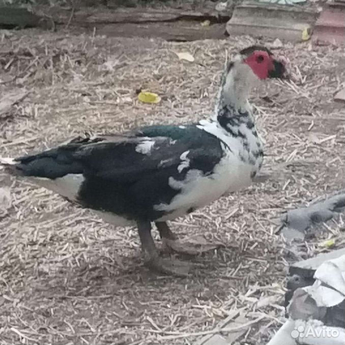 Индаутки селезень