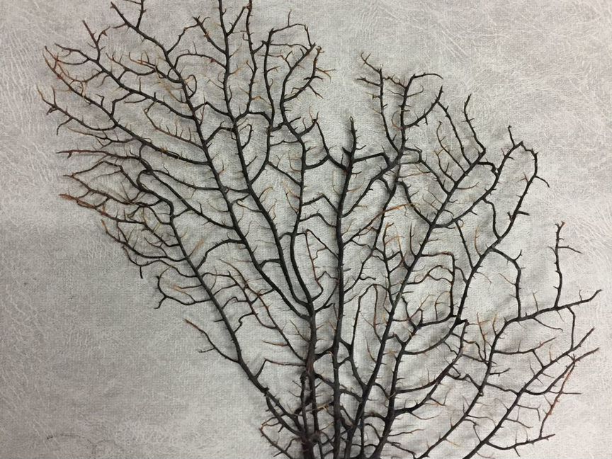 Карал декоративный