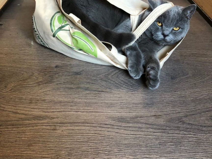 Кот британец