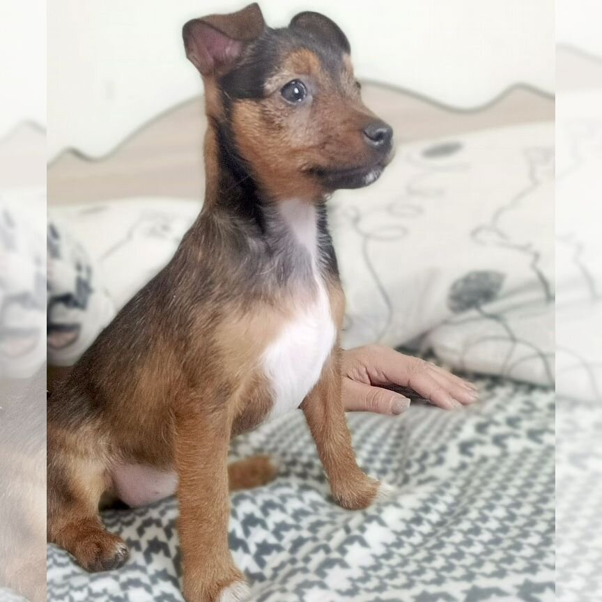 Щенок в добрые руки