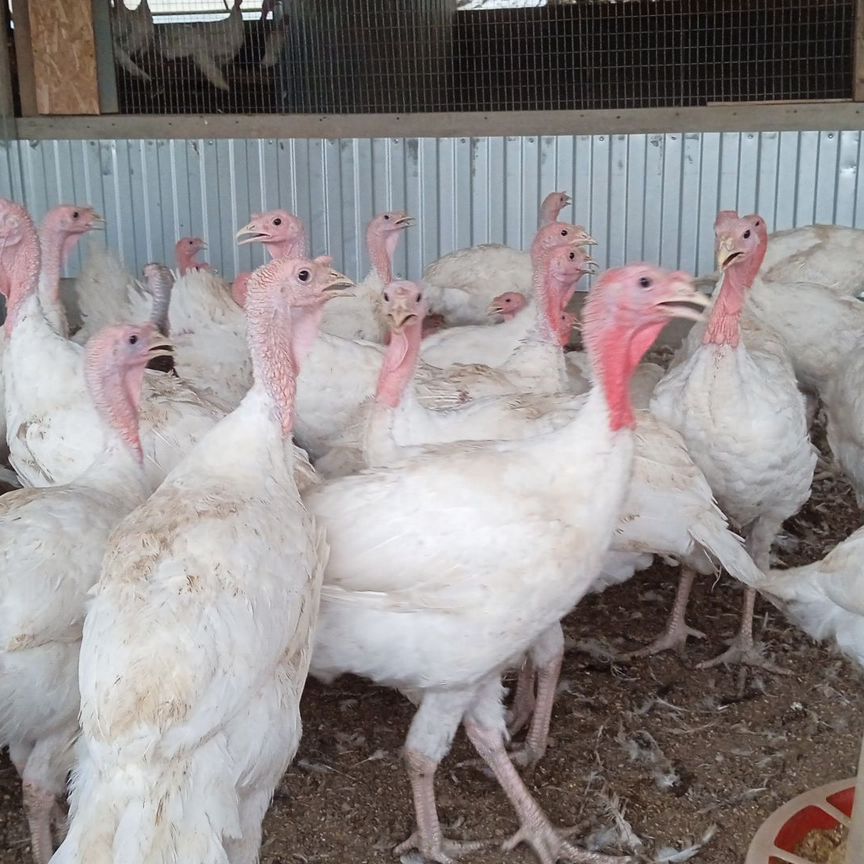 Индюки подрощенные