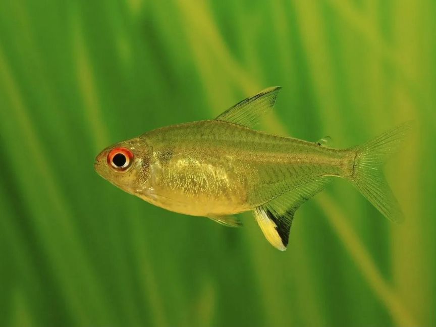 Лимонная тетра аквариумная рыбка