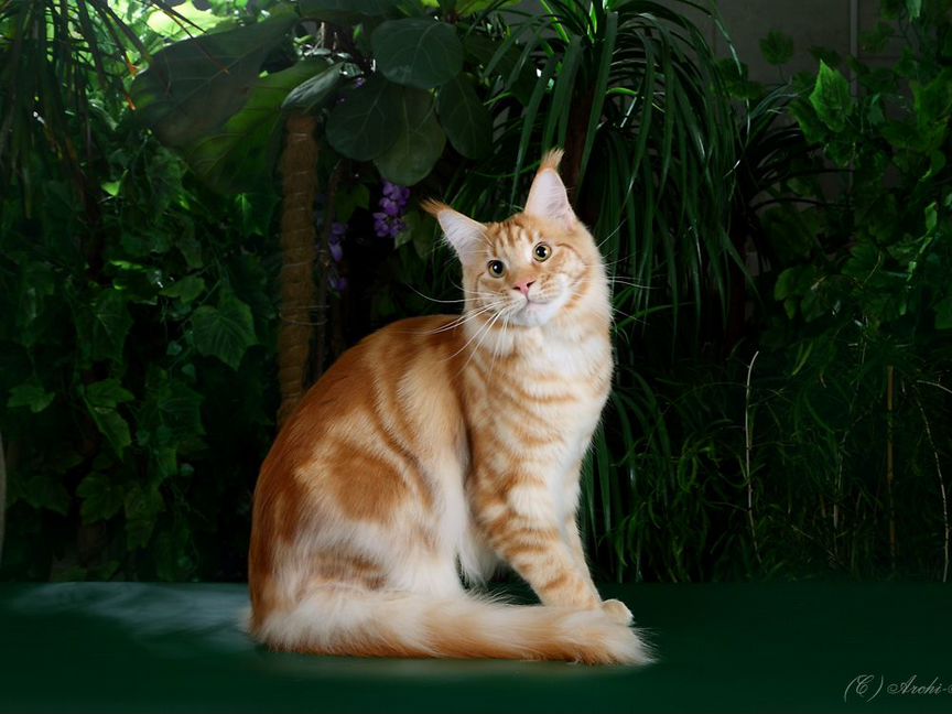 Шикарный рыжик мейн-кун