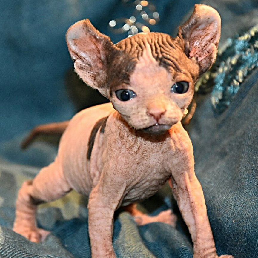 Которебенок эльф