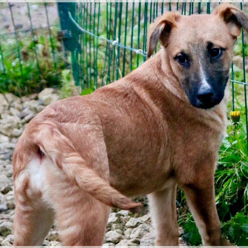 Щенок в добрые руки